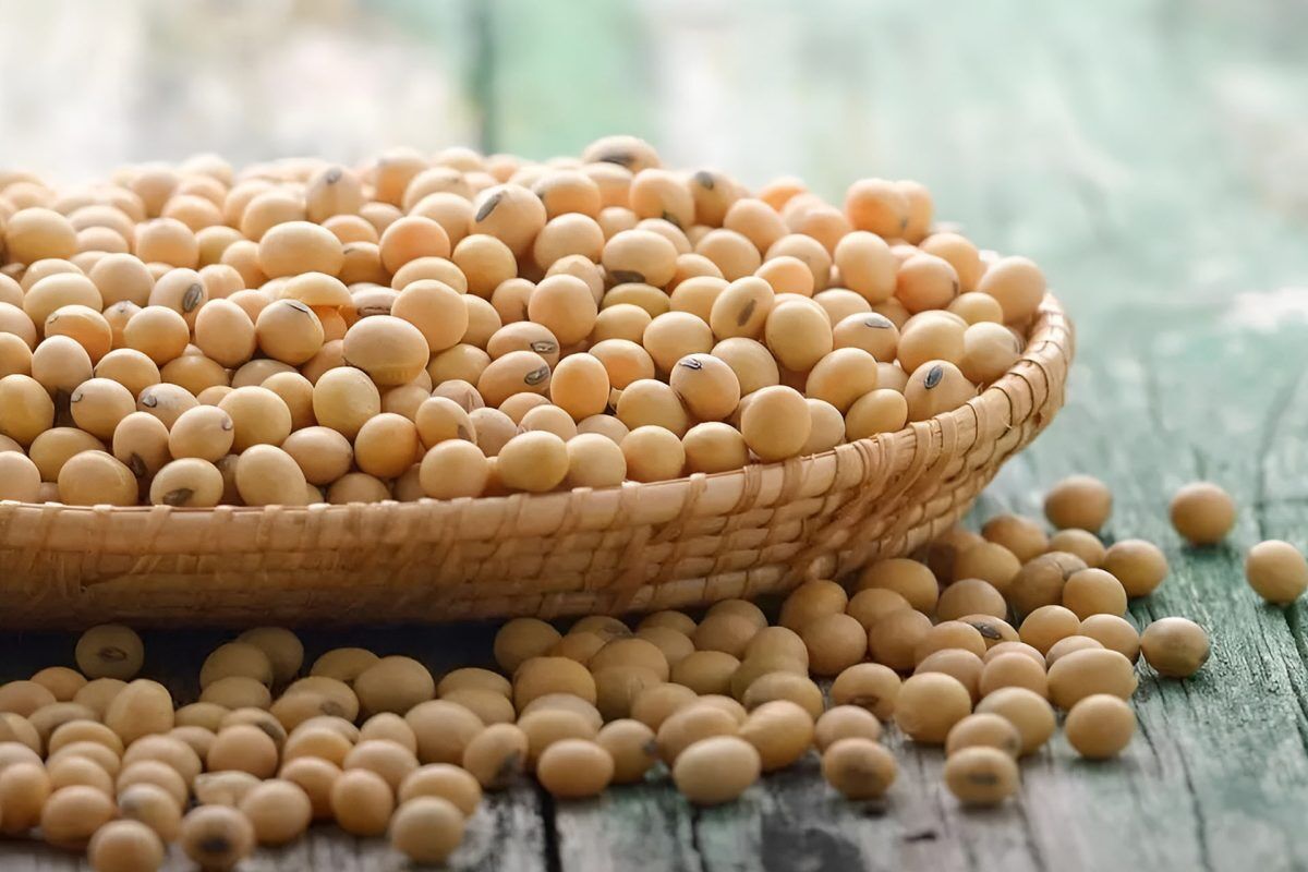 Eating more soybeans can balance dietary fiber - FP Group